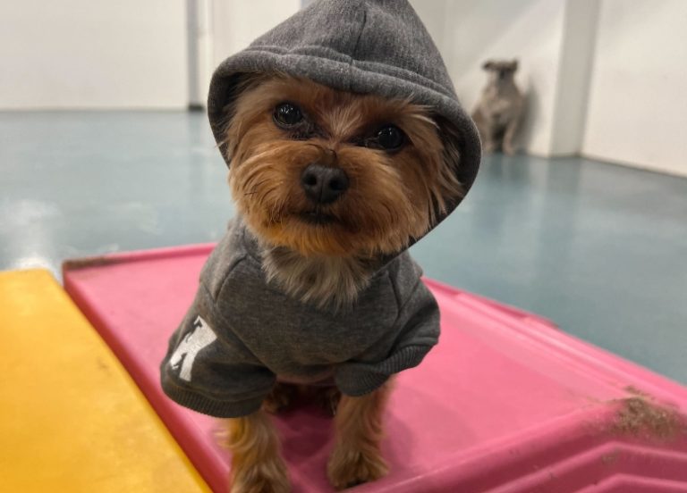 Puppy Warts 101: Understanding this Common Condition in Young Dogs