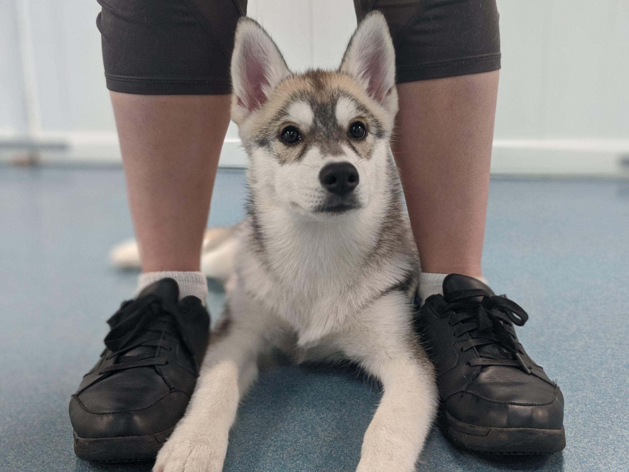 Importance of a Routine for Dogs - 24 Hour Dog Daycare