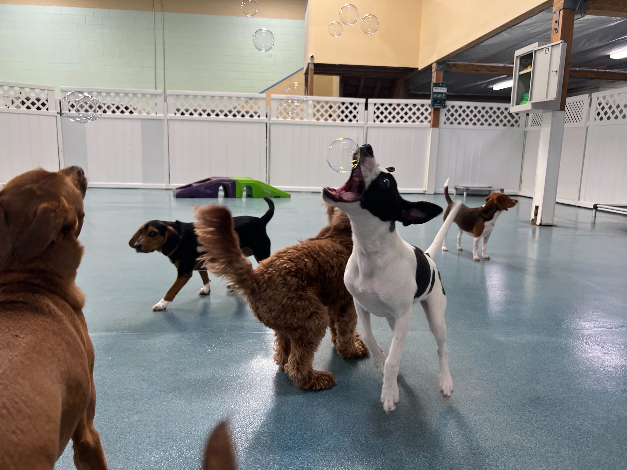 Importance of a Routine for Dogs - 24 Hour Dog Daycare