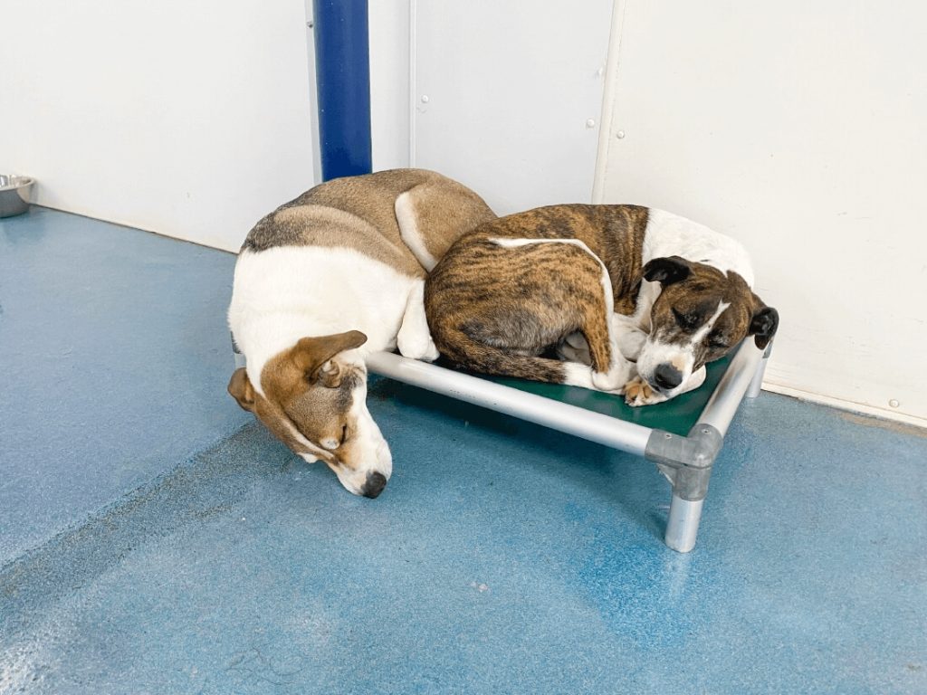 Finding the Right Dog Breed for Your Lifestyle - 24 Hour Dog Daycare