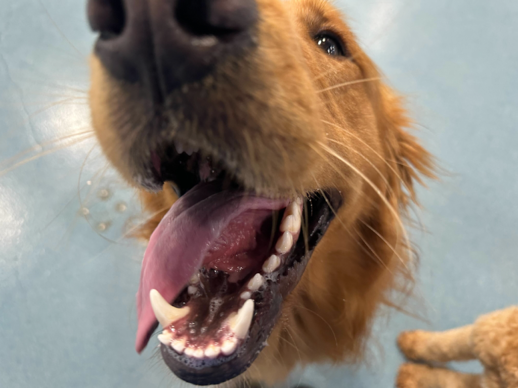 Understanding Dog Behavior - 24 Hour Dog Daycare