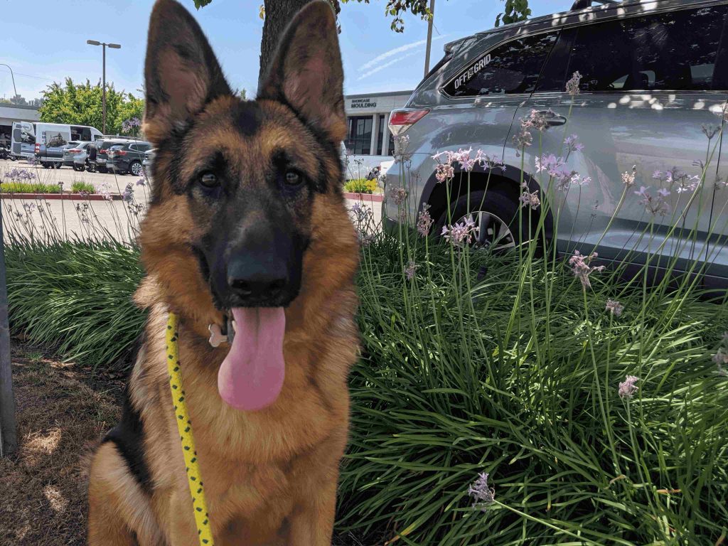 How to Keep Your Dog Calm Throughout a House Move - 24 Hour Dog Daycare